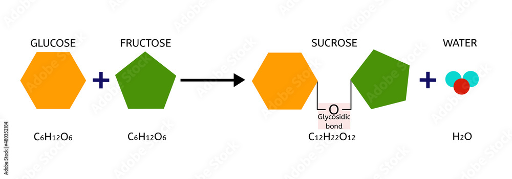 Sucrose formation. Glycosidic Bond Formation from Glucose and fructose ...