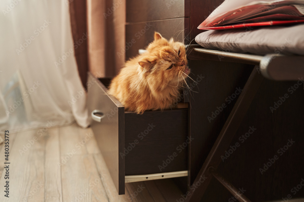 red fluffy cat sits in a chest of drawers and scratches his mustache on ...