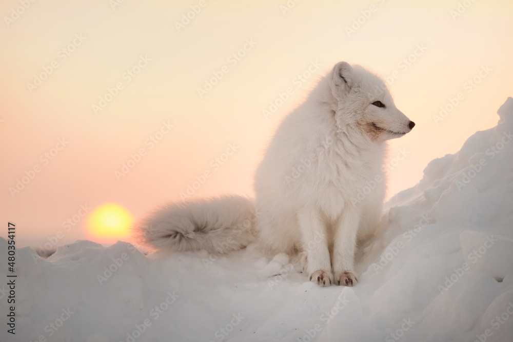 Arctic Sunrise Fox