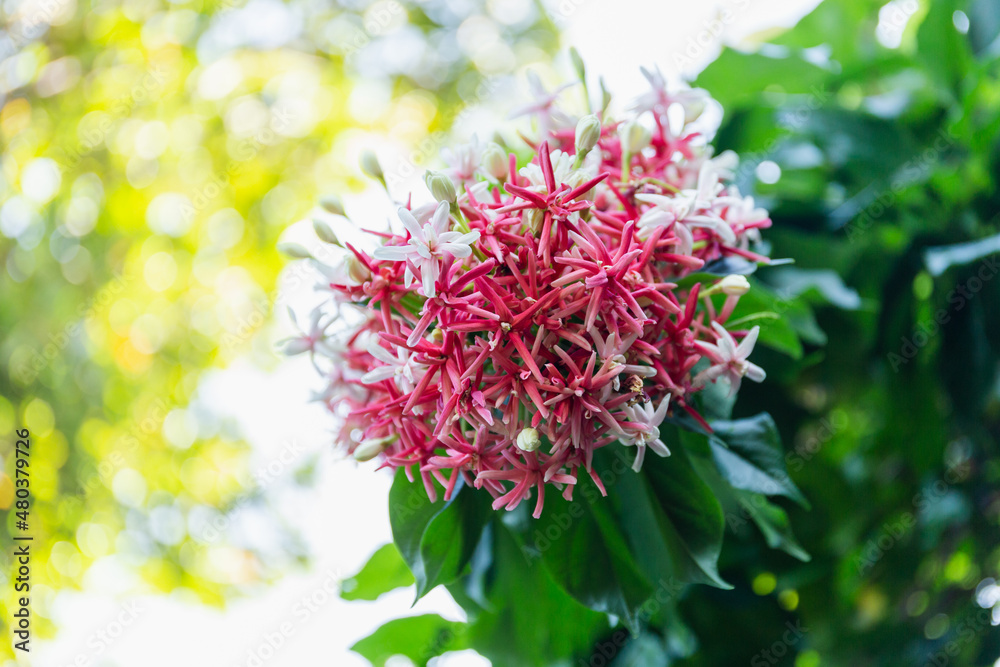Rangoon Creeper flower decorated in the garden. Stock Photo | Adobe Stock