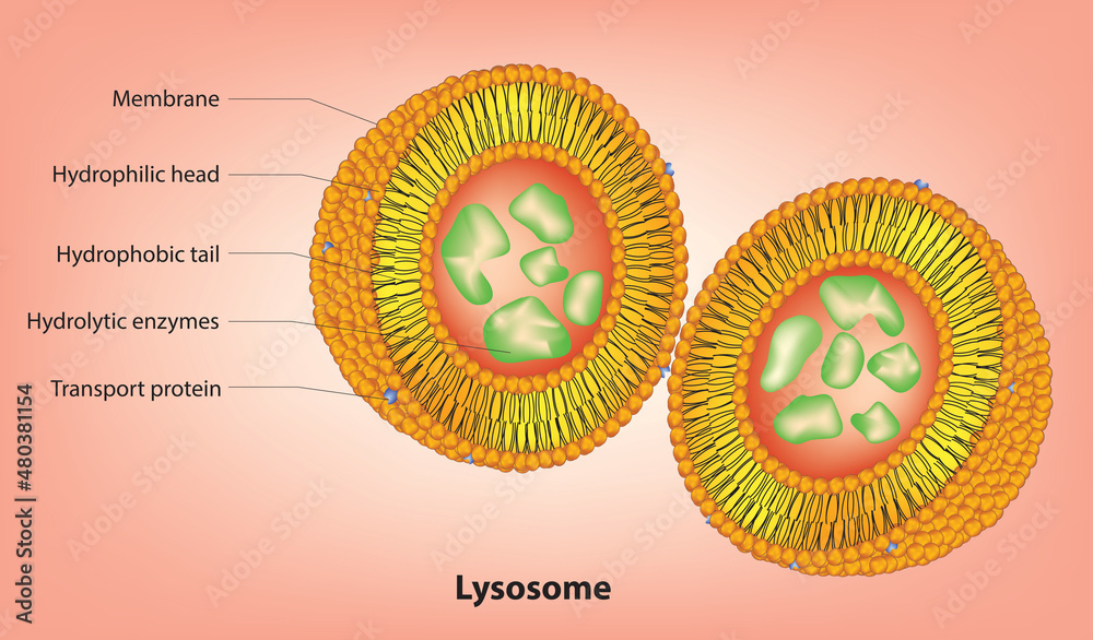 Inside and outside view of lysosome organelle in plant and animal cell ...