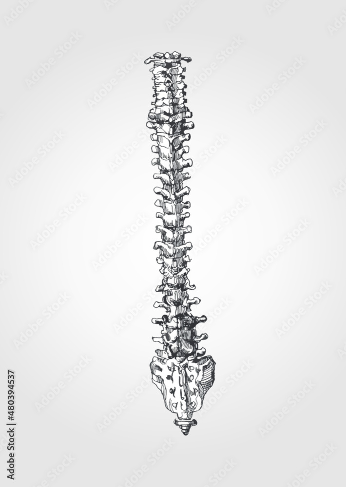Anatomical figure of the spine Stock Vector | Adobe Stock