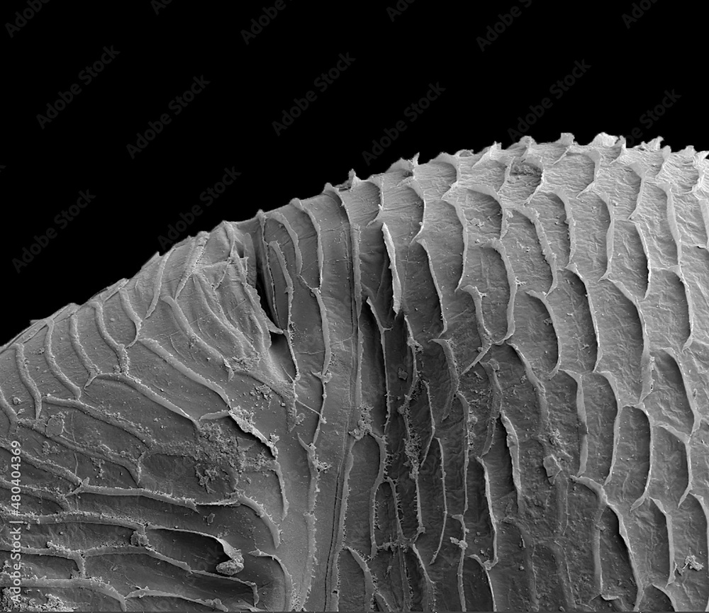 The dorsal part of the scanning electron microscope of water flea Stock ...