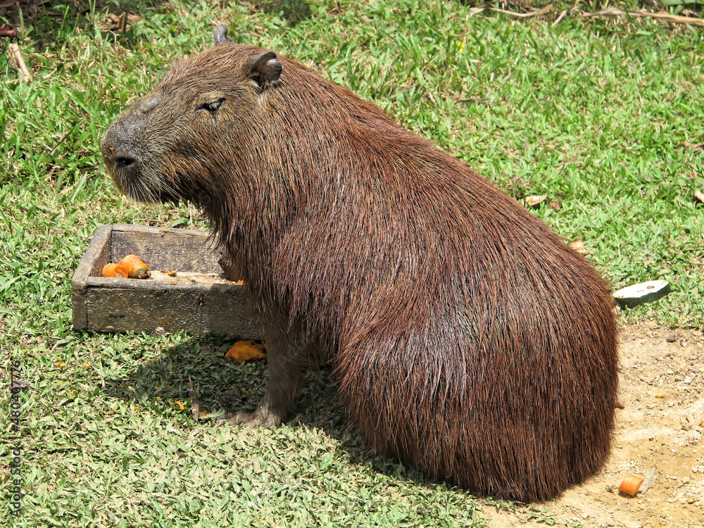 Cabiaï un grand rongeur en Guyane française Stock Photo | Adobe Stock