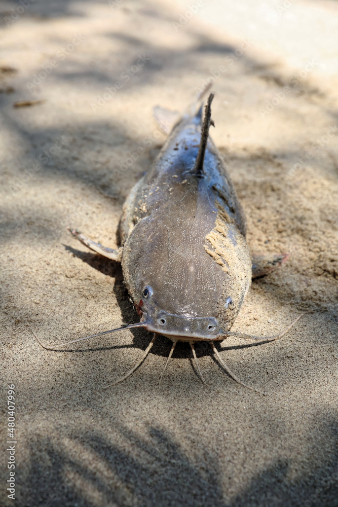 Poster Poisson Machoiran blanc en Guyane française – Wall Art | UkPosters