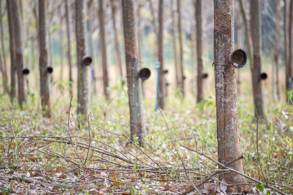 Rubber trees outside Hua Hin in Prachuap Khiri Khan. Rubber trees were ...