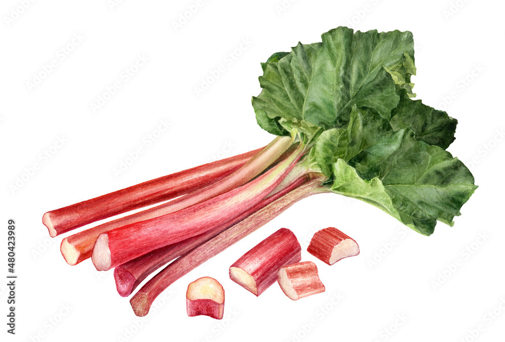 Rhubarb composition watercolor illustration isolated on white ...