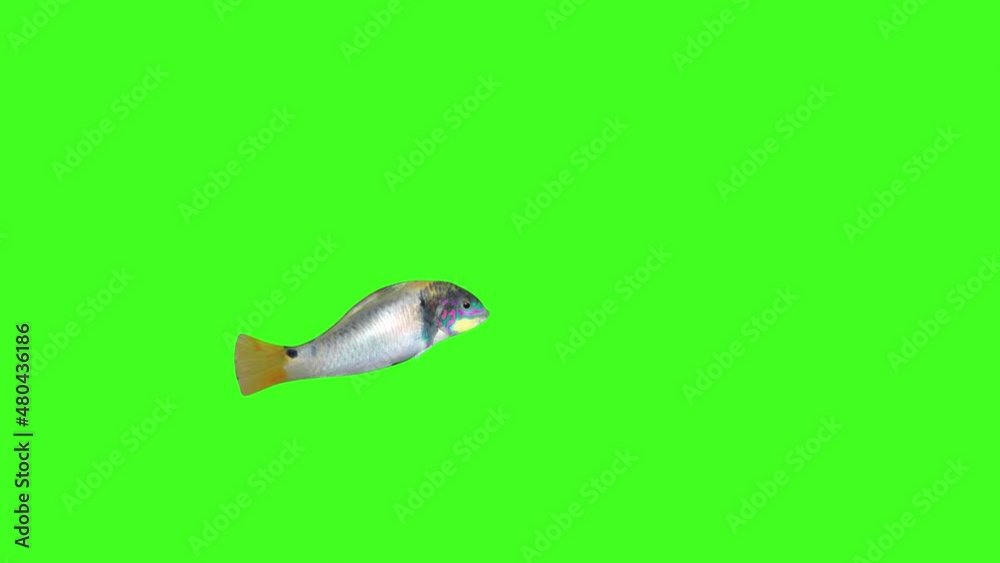 Vidéo Stock Fish Animation, Fish Swim Green Screen Video, 3D Animation ...