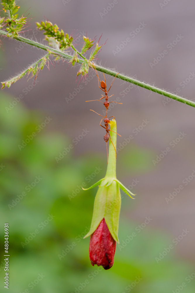 red ant action carrying cutleaf groundcherry, wild tomato, camapu, and ...