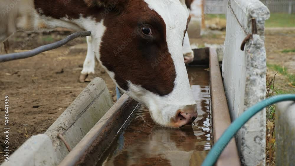 Cow drinking water from a trough at an animal farm in close-up Stock ...
