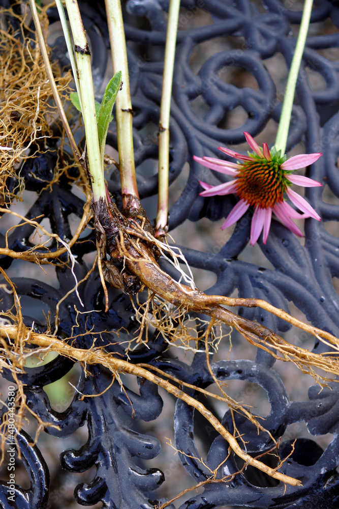 Echinacea Purpurea Root