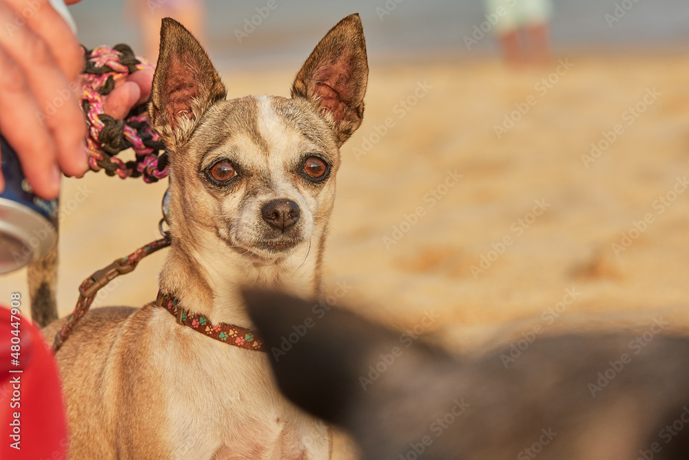 Dog on the happy beach, Pets meet the sea for the first time. Animals ...