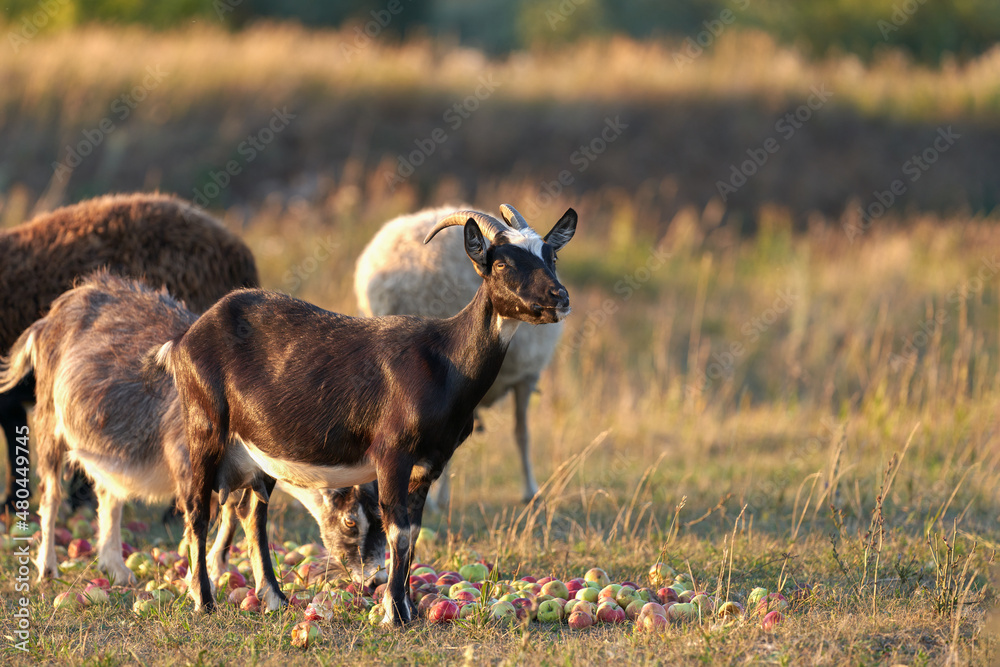 A mixed herd of goats and sheep on free grazing in a meadow. Pets feast ...