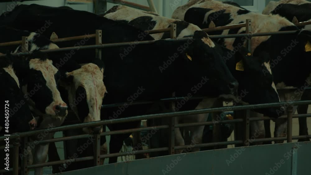 Milking cows on the carousel - automatic industrial milking rotary ...