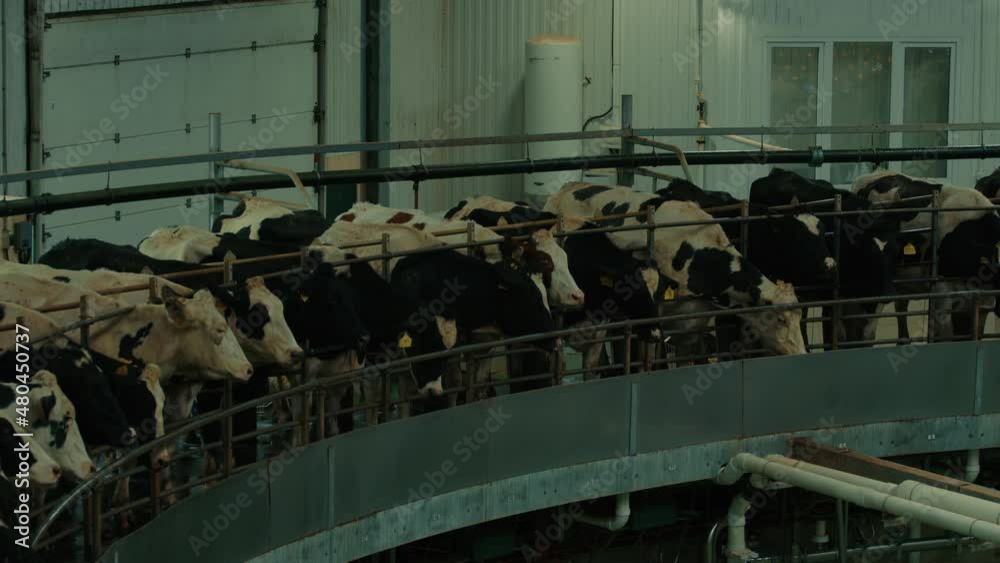 Process milking dairy cows on round milking machine. Automated ...