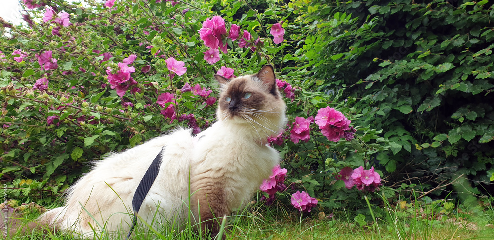 Pretty ragdoll cat on a leash in front of a pink flowering bush taking ...