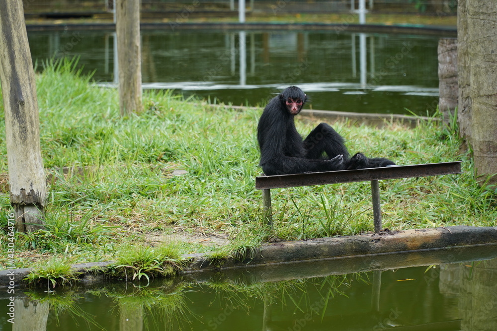 The Peruvian spider monkey (Ateles chamek) also known as the black ...