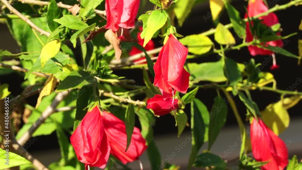 Close up of Malvaviscus penduliflorus, turk's cap mallow, wax mallow ...