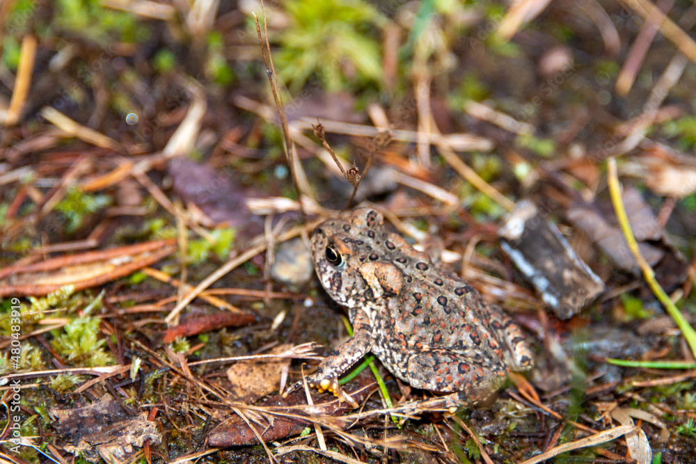A common toad, amphibian, hiding among green grass, yellow leaves ...