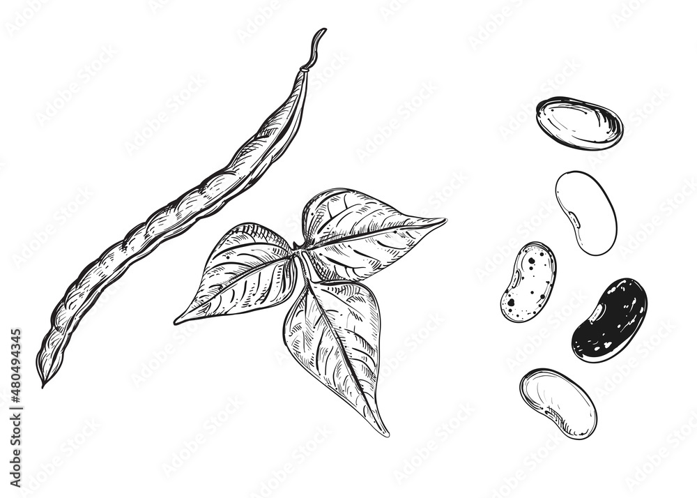 Hand drawn sketch black and white of string bean, leaf, pod. Vector ...