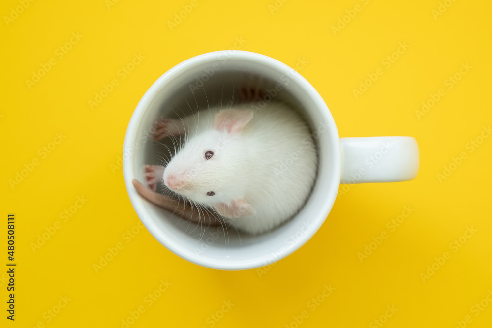 Small cute white mouse in a cup, flatlay view foto de Stock | Adobe Stock