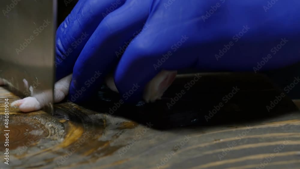 a Korean chef in blue gloves cuts off the nails on raw chicken feet ...