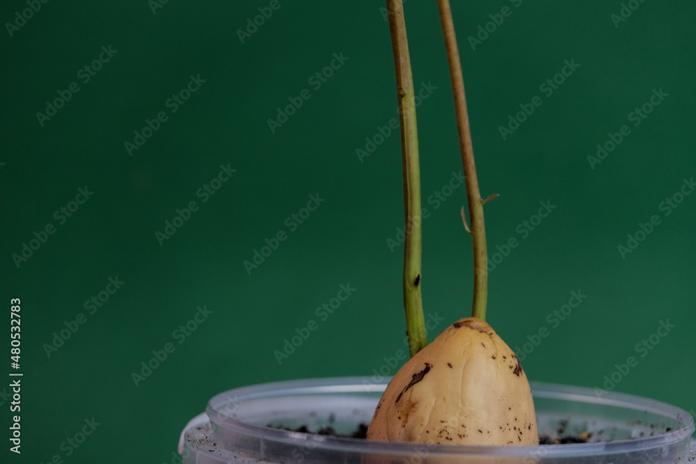 Sprouted avocado pit. Growing avocados in a pot. A young fresh avocado ...