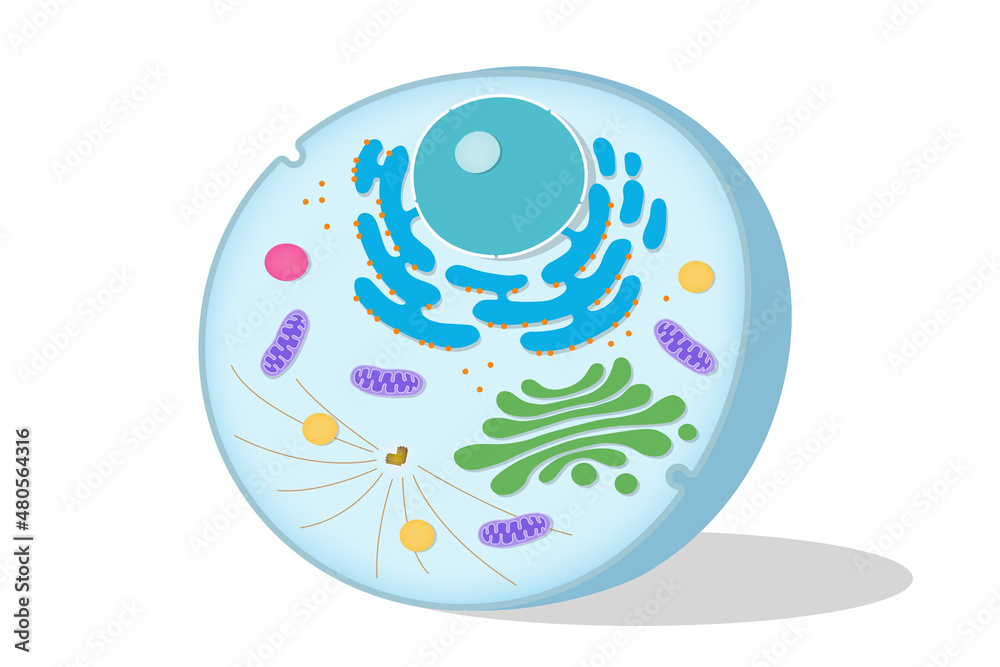 Structure of animal cell on white background. Cell biology. Stock ...