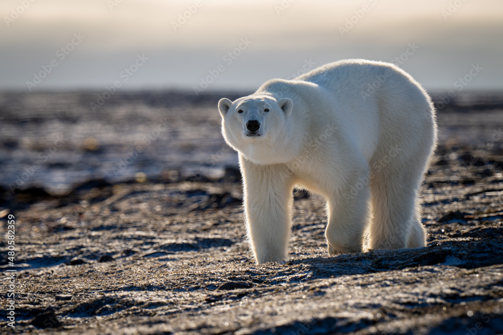 Polar bear crosses tundra staring at camera Stock Photo | Adobe Stock