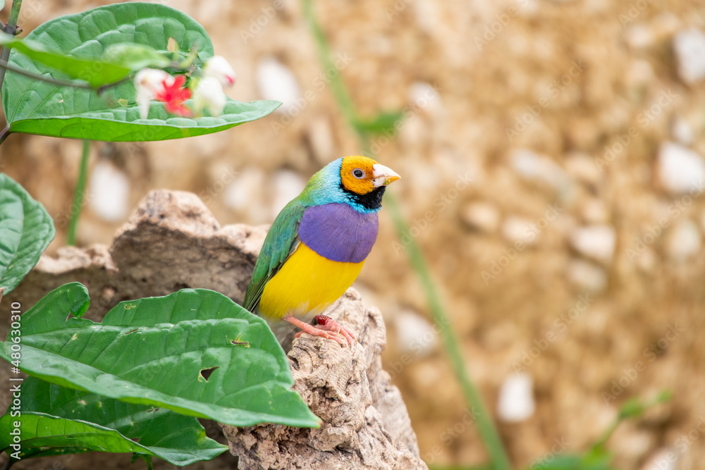 Gouldian finch - the Lady Gouldian finch, Gould's finch or the rainbow ...