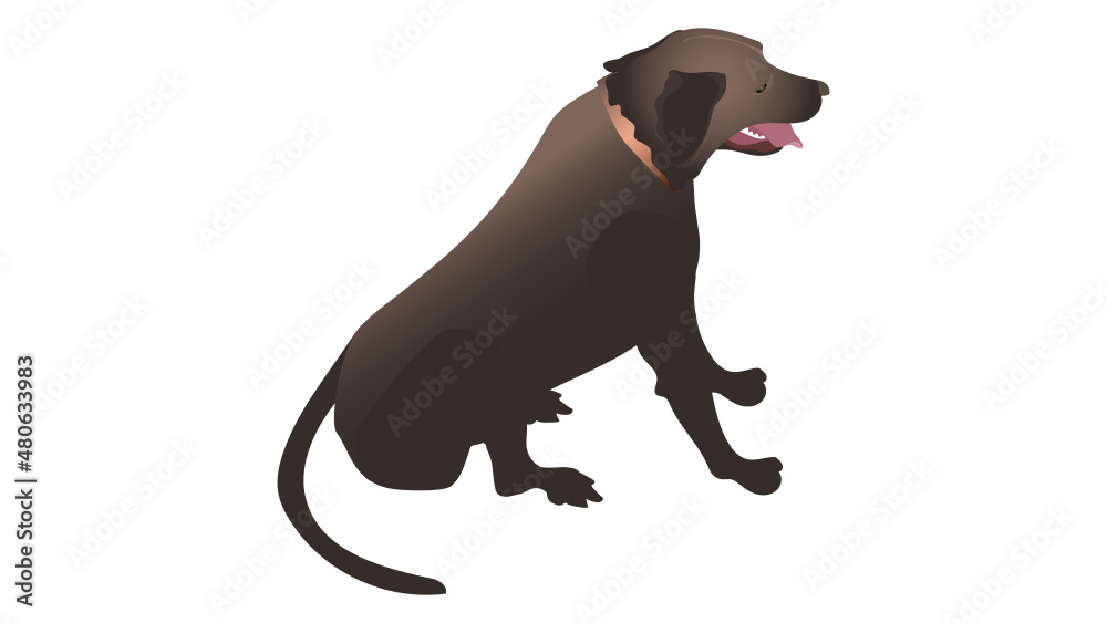 Chocolate lab sitting tail curled mouth open with tongue protruding ...