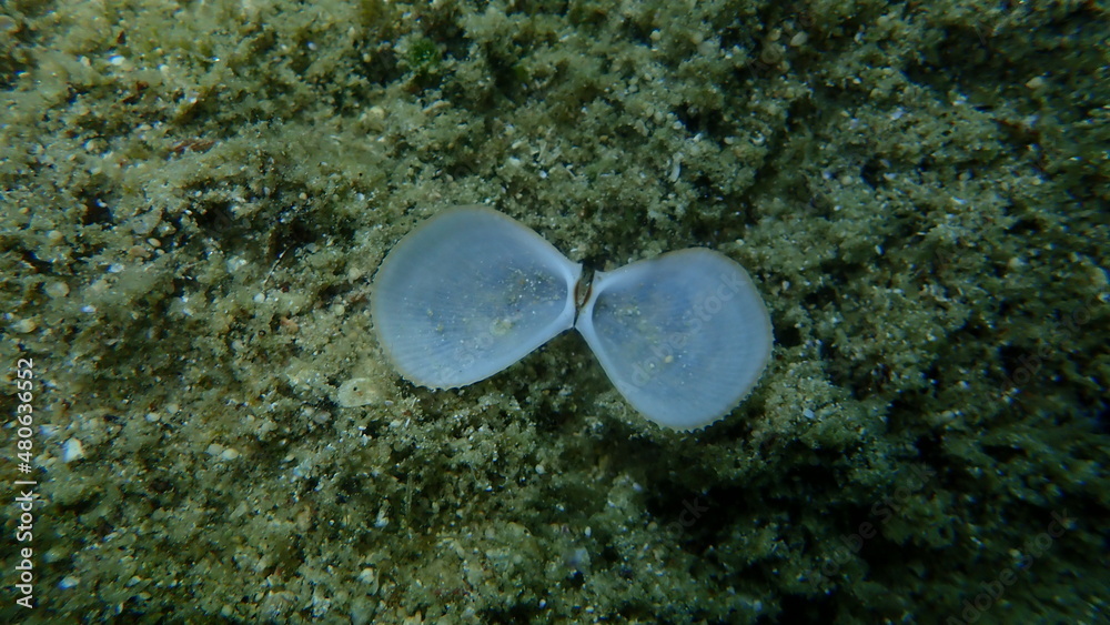 Seashell of bivalve mollusc inflated lima or file shell, inflated ...
