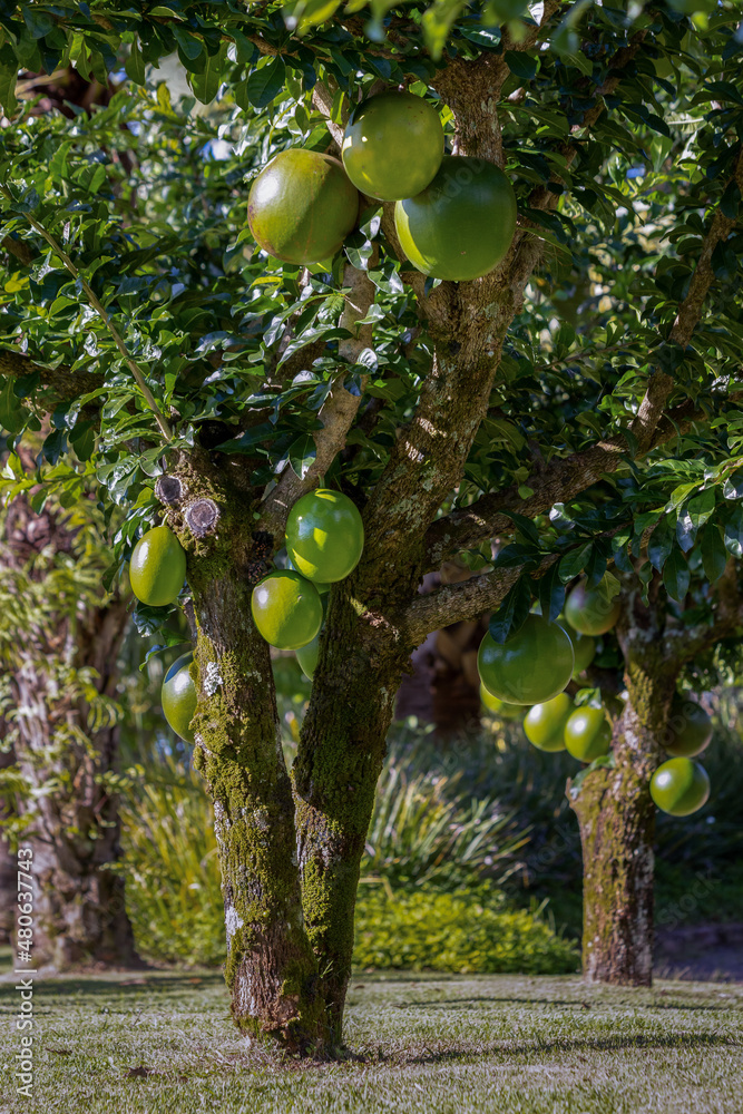 The fruit of calabash tree. Species Crescentia cujete. Also know as ...