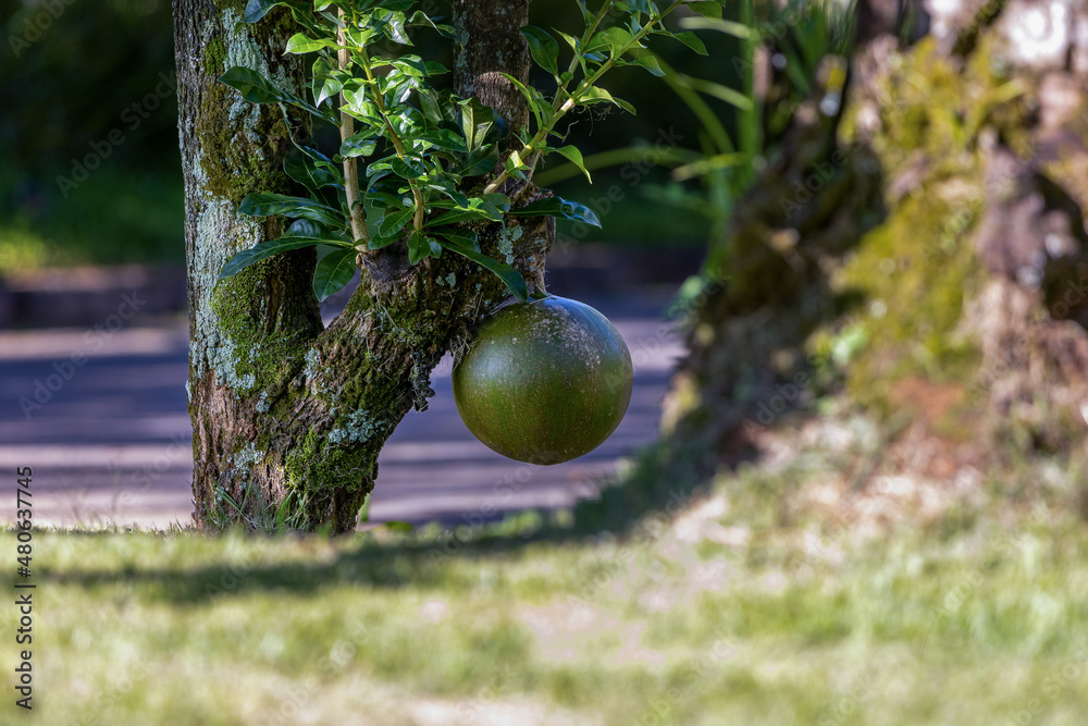 The fruit of calabash tree. Species Crescentia cujete. Also know as ...