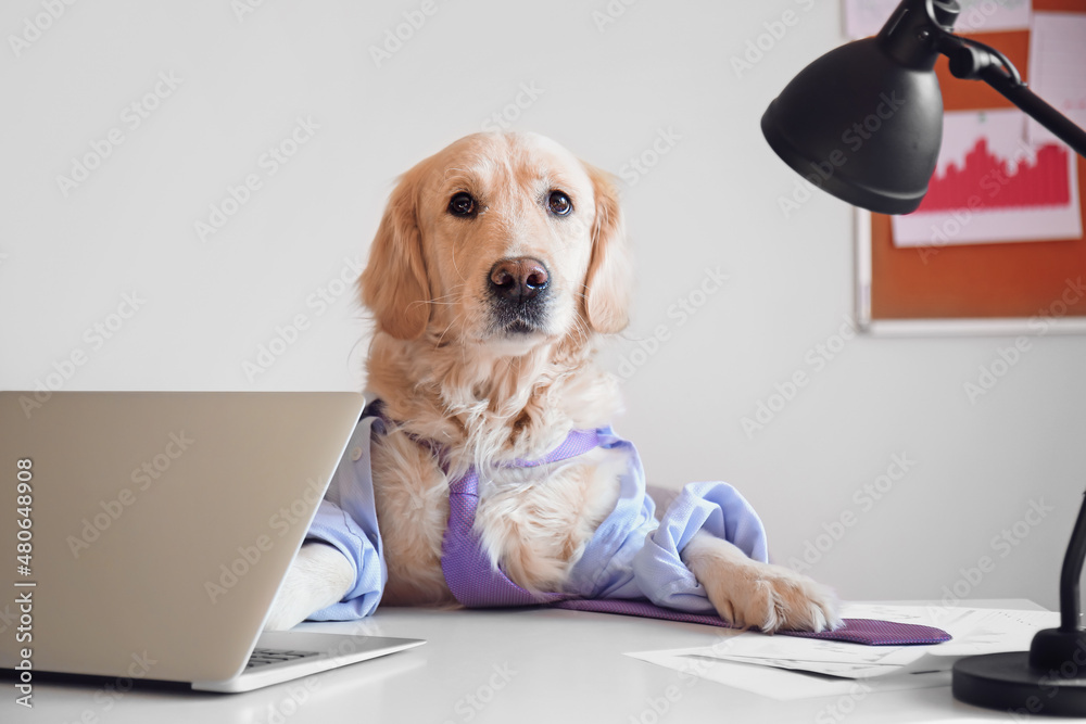 Cute business dog working in office Stock-Foto | Adobe Stock
