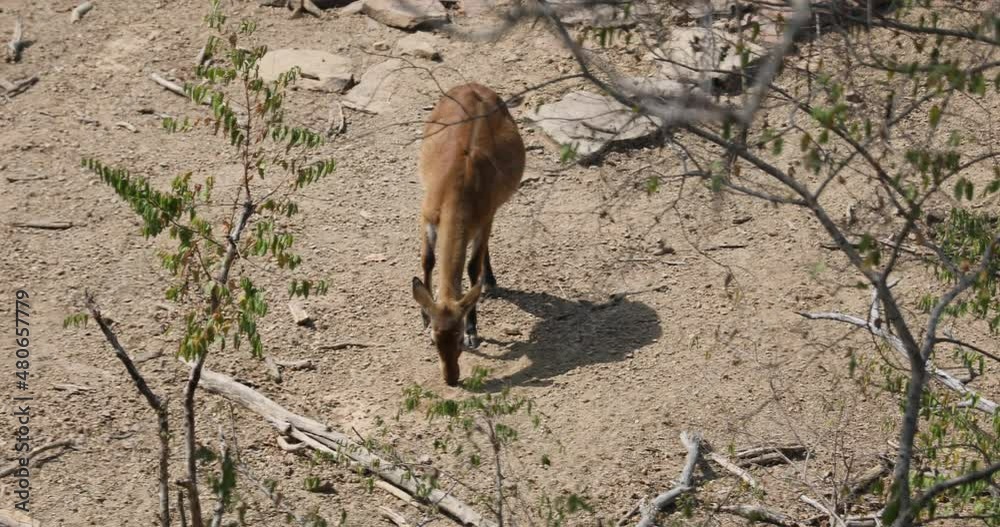 Wildlife Mole Park Kob deer Ghana. An antelope found across Central ...