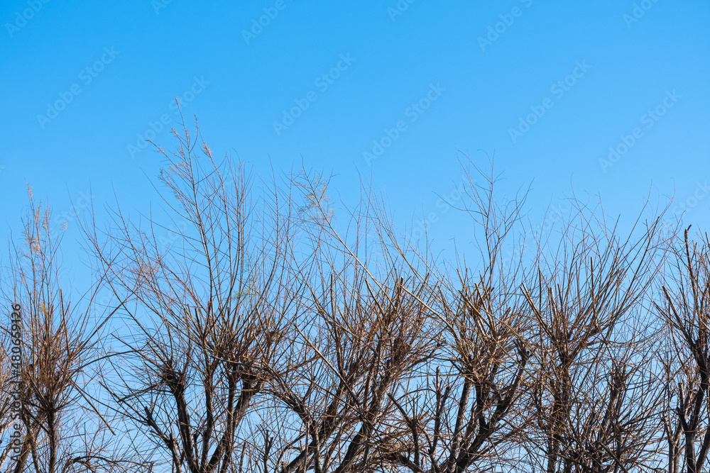 pruned plane trees and branches. topiary. Stock Photo | Adobe Stock