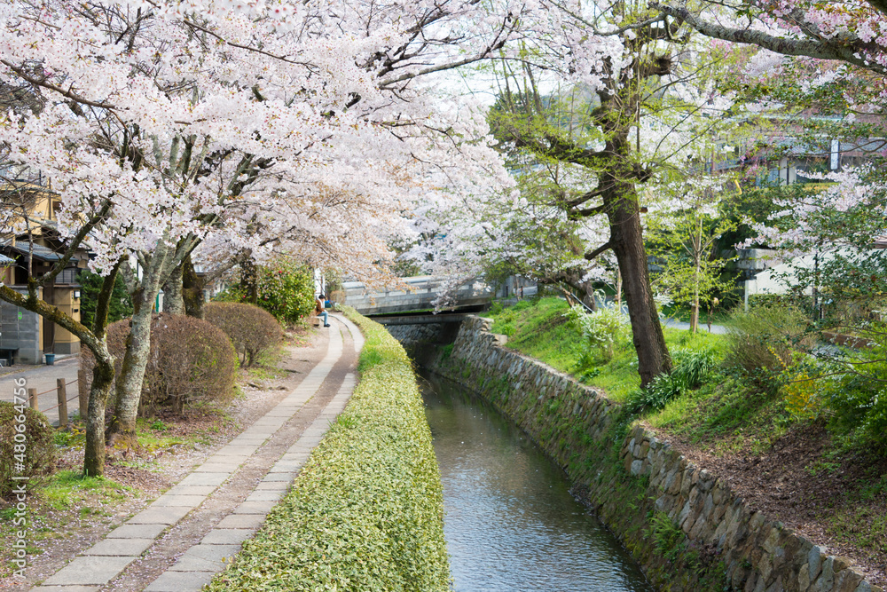 Kyoto, Japan - Philosopher's Walk (Tetsugaku-no-michi) in Kyoto, Japan ...