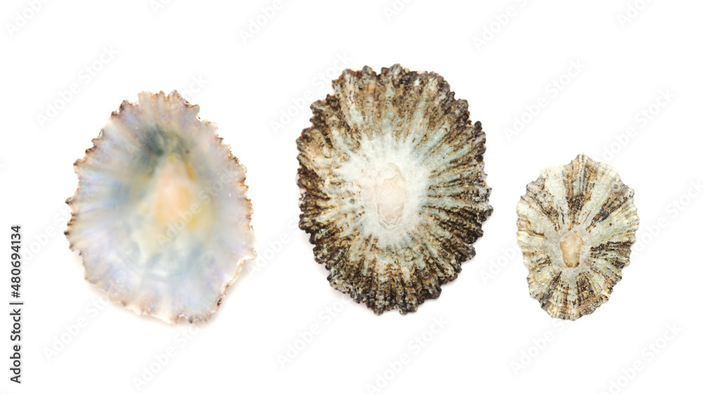 Limpet shells found on beaches of Gran Canaria, isolated on white ...