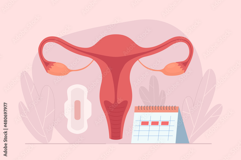 Female Menstrual Cycle Menstruation Calendar Tracking Menstrual Cycle