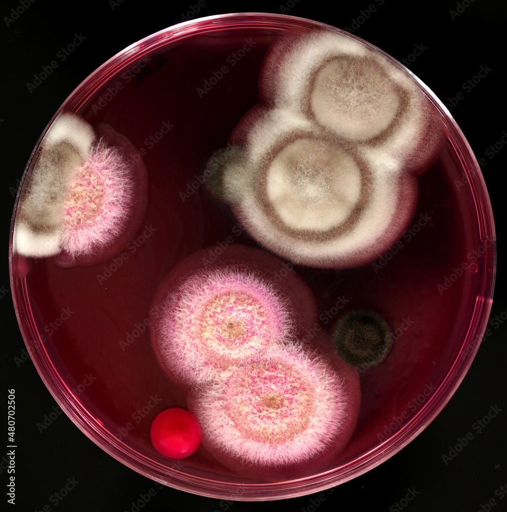 Colonias de microorganismos, hongos y bacterias, en un medio de cultivo ...