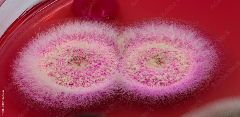 Colonias filamentosas de hongos sobre el medio de cultivo Rosa de ...