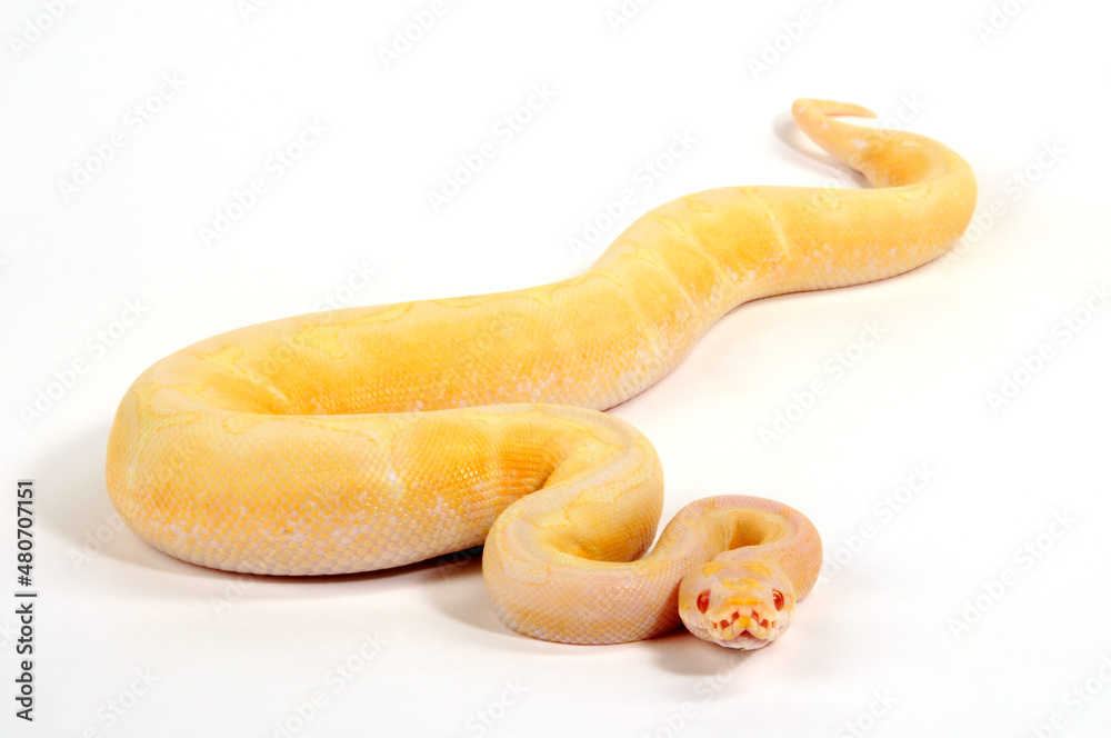 Ball python // Königspython (Python regius) - Spider Albino colour-morph Stock Photo | Adobe Stock