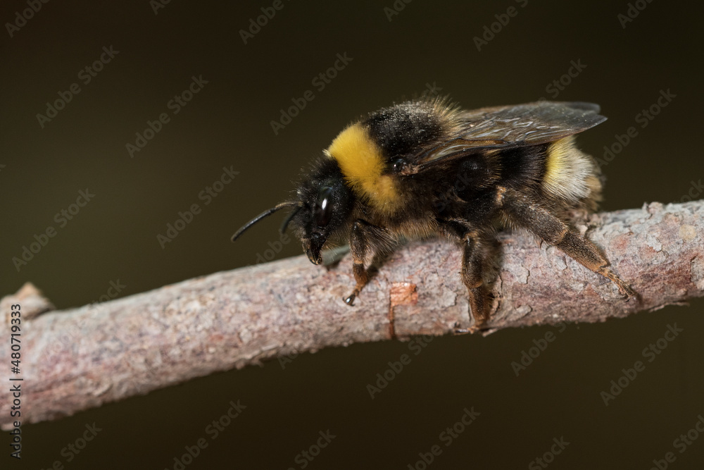 Bombus bohemicus, also known as the gypsy's cuckoo bee, is a species of ...