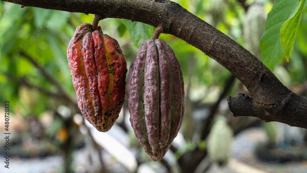cocoa cacao tree plant fruit plantation ecuador rainforest seed Stock ...