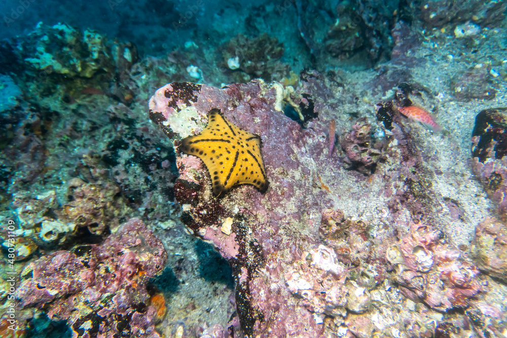 bright and colorful sea fish in shallow water in natural conditions ...