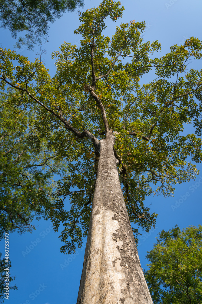 Beleric myrobalan or Terminalia Bellirica tree it is a herbal medicinal ...