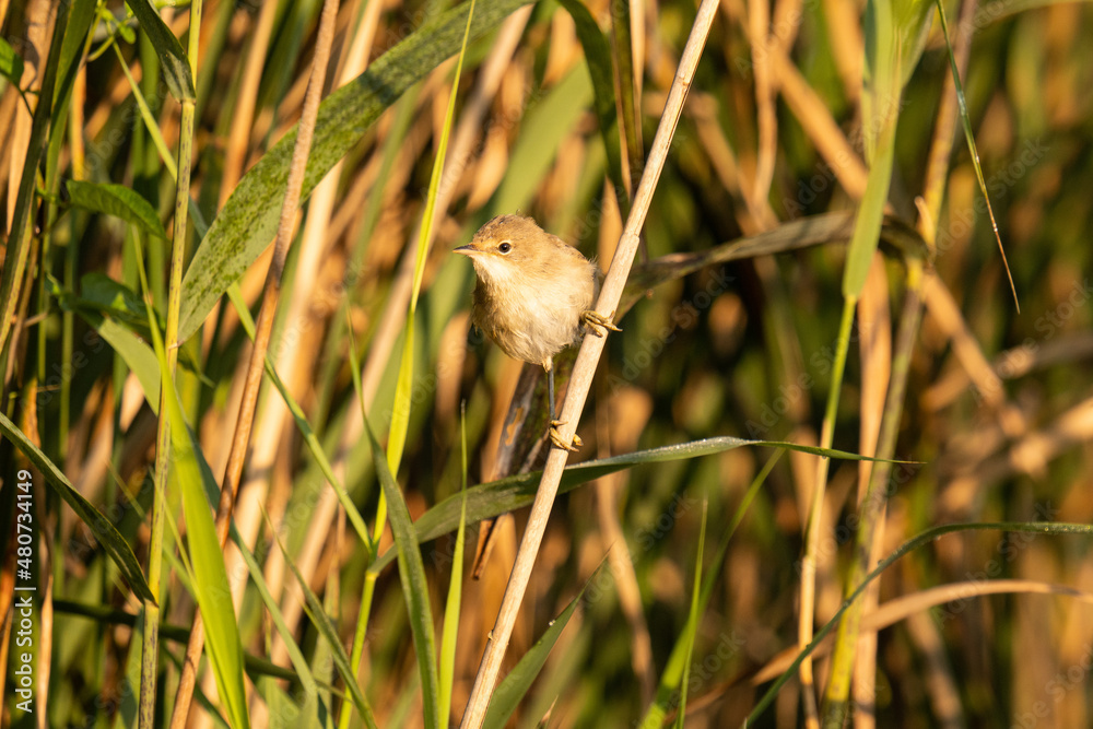 Great reed warbler ( Acrocephalus arundinaceus) in reeds in different ...