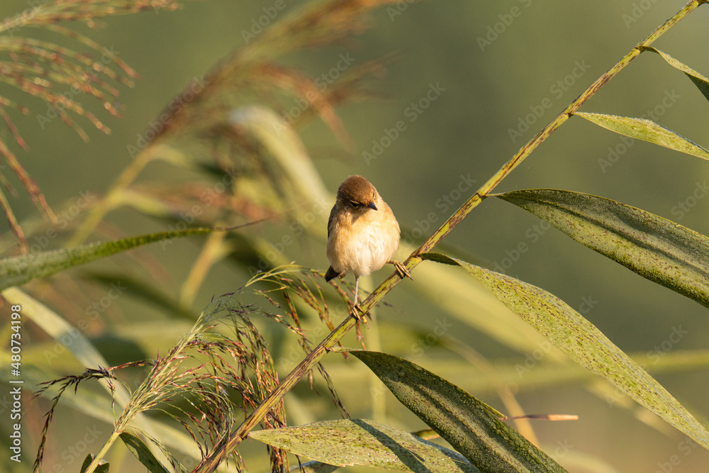 Great reed warbler ( Acrocephalus arundinaceus) in reeds in different ...