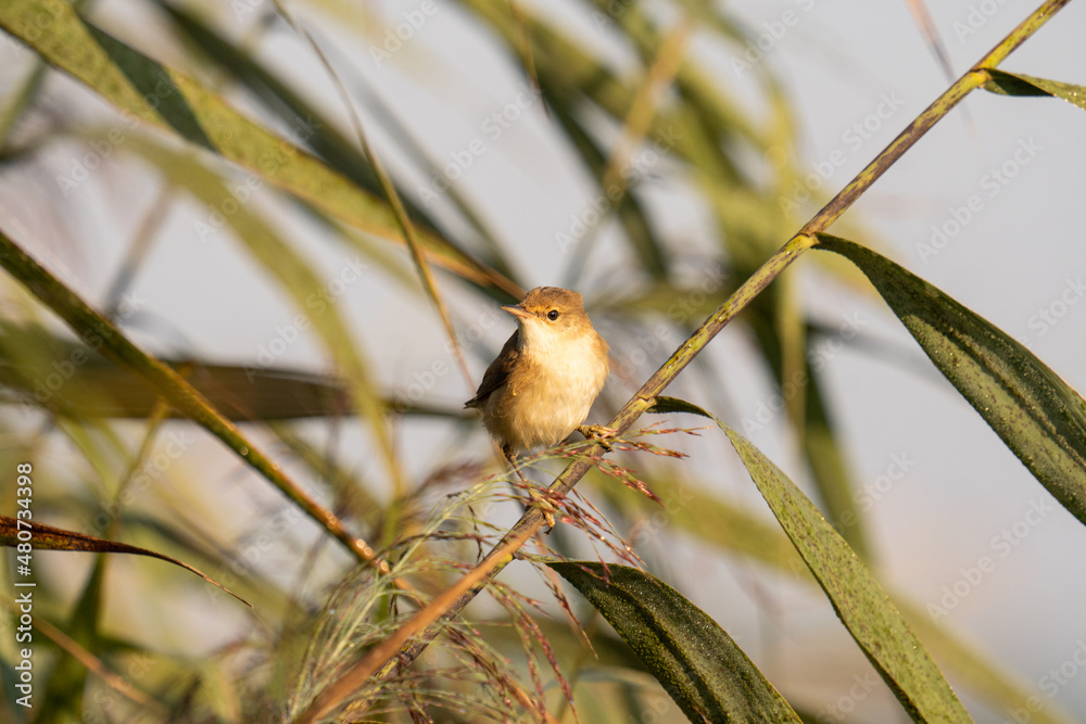 Great reed warbler ( Acrocephalus arundinaceus) in reeds in different ...